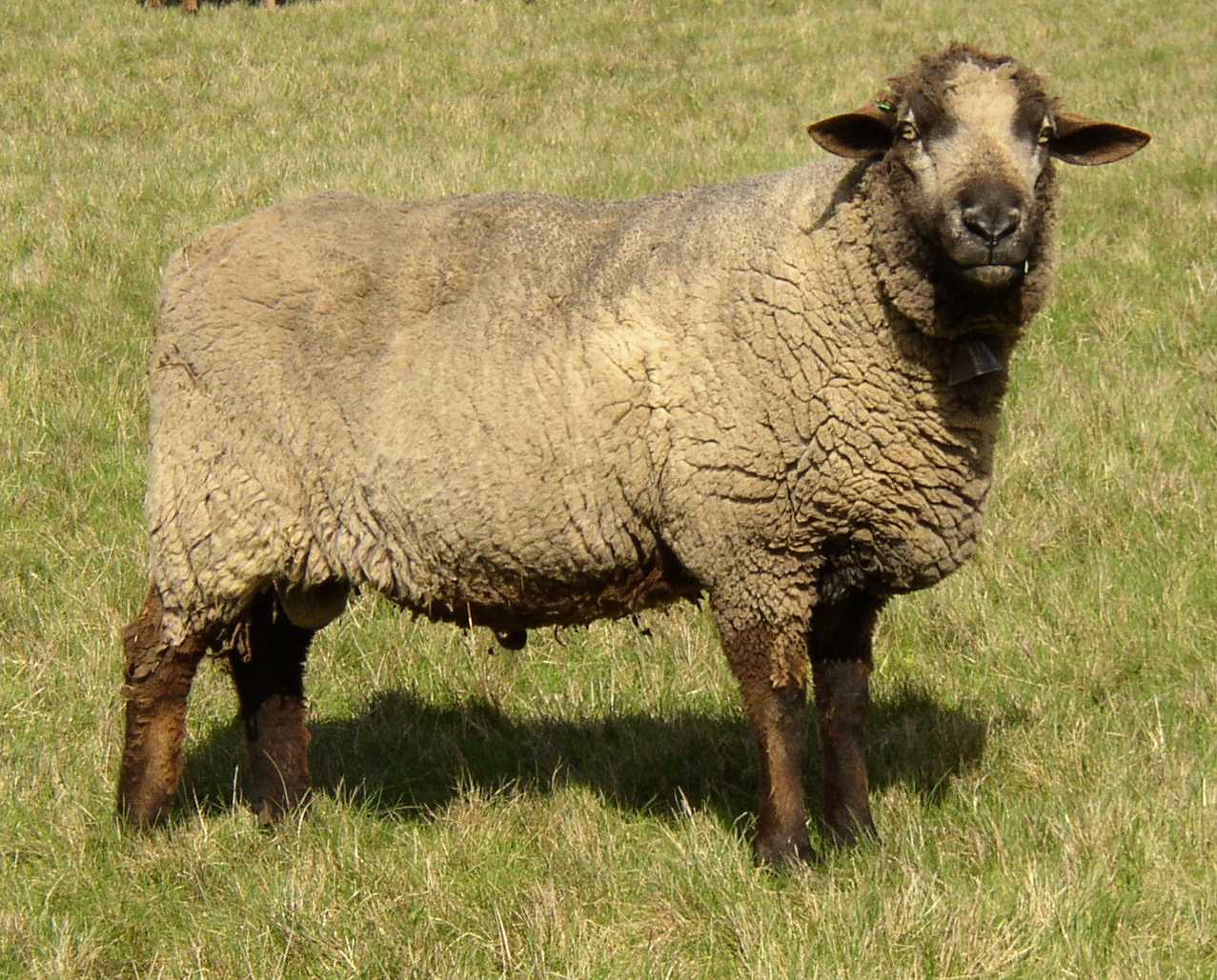 American Romeldale/CVM Association, Inc.