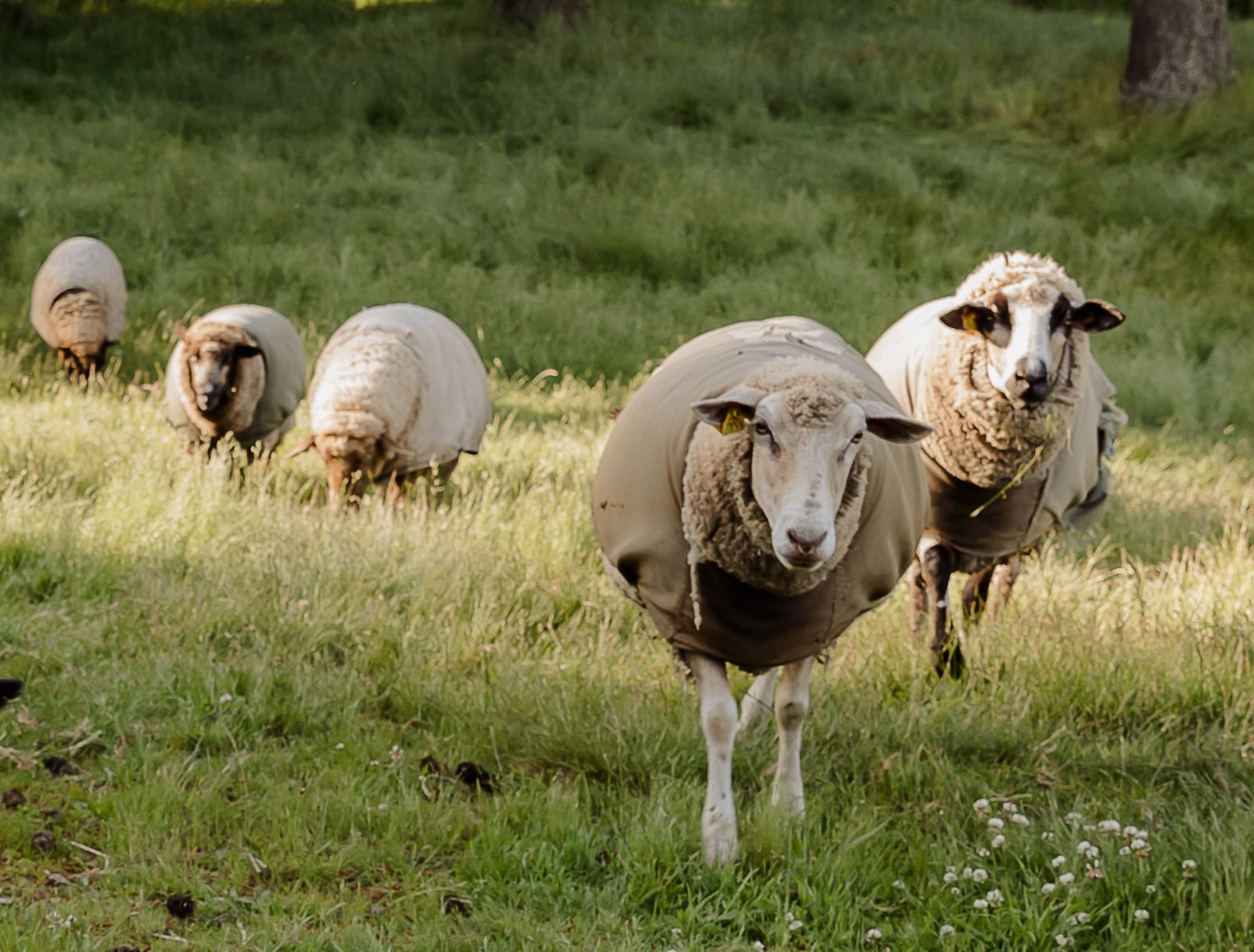 About – American Romeldale/CVM Association, Inc.