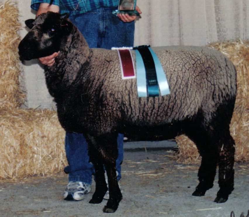 American Romeldale/CVM Association, Inc.