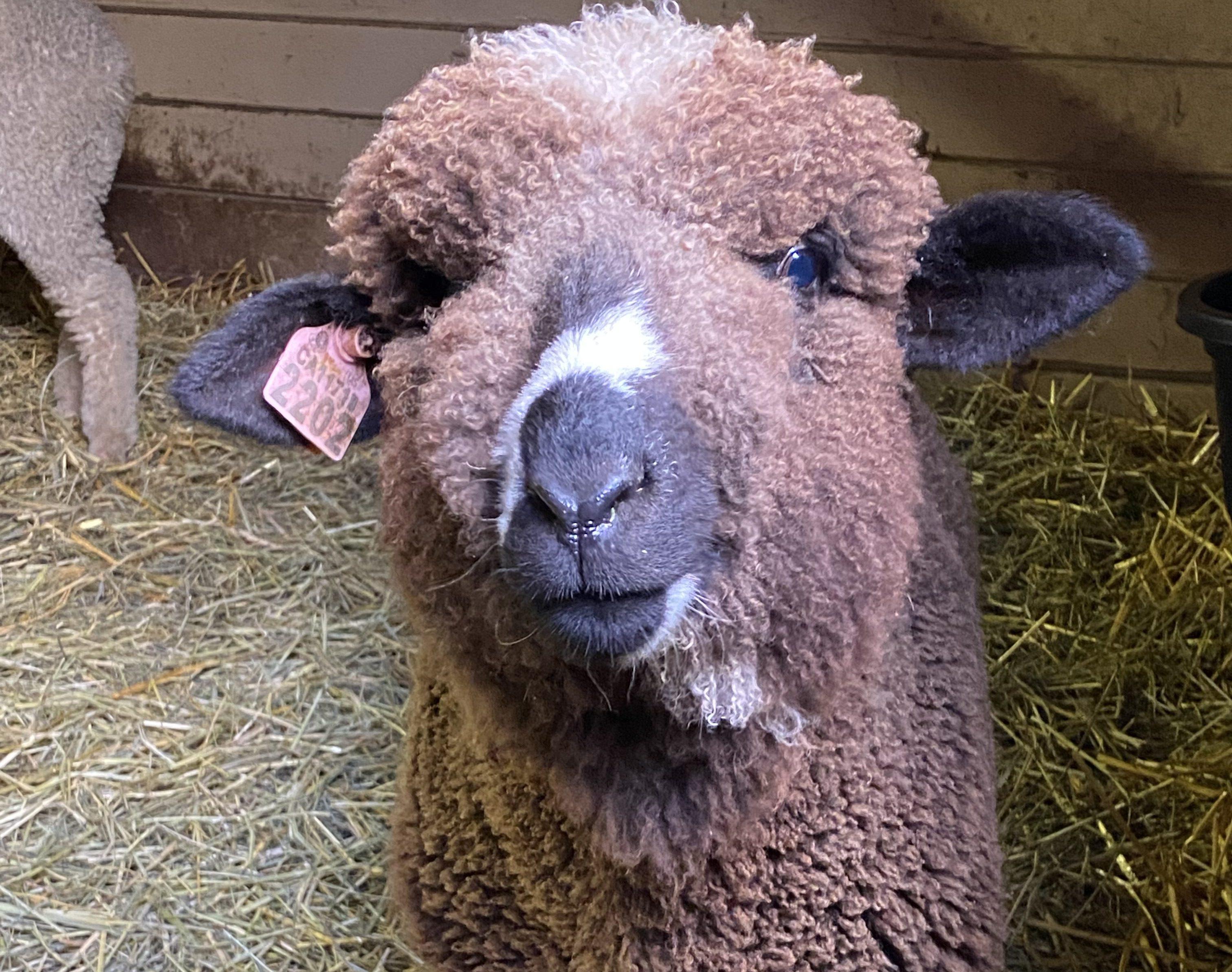 American Romeldale/CVM Association, Inc.