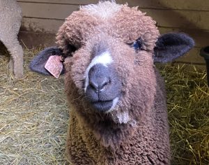 American Romeldale/CVM Association, Inc.